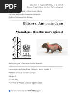Anatomía y Disección de la Rata | PDF | Riñón | Abdomen