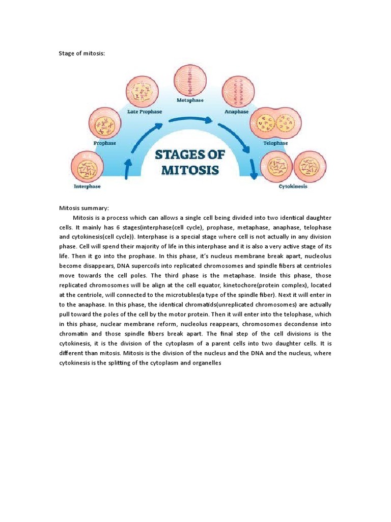 Mitosis Summary | PDF