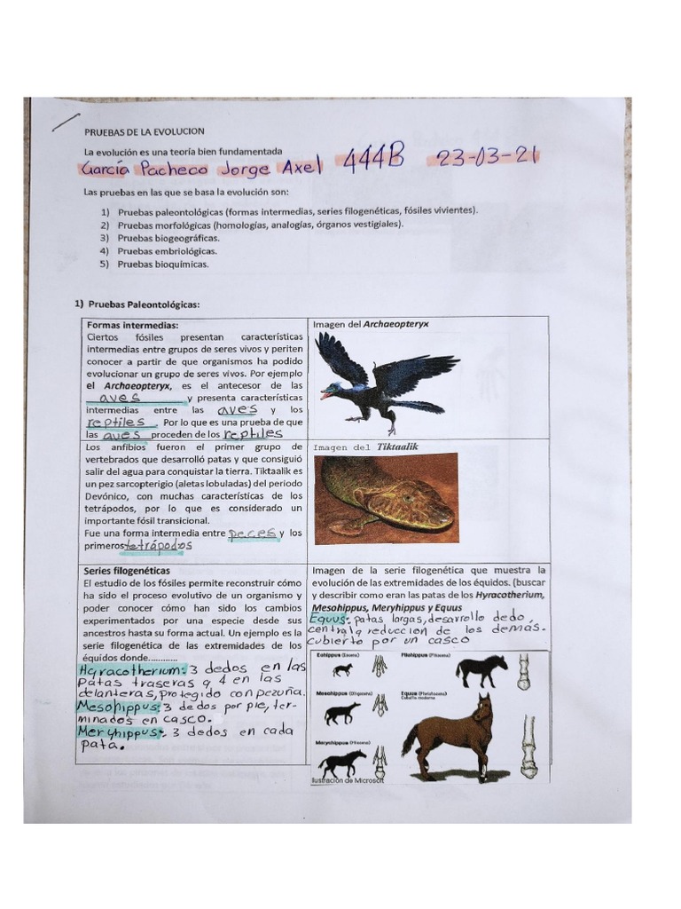 Pruebas de La Evolución | PDF