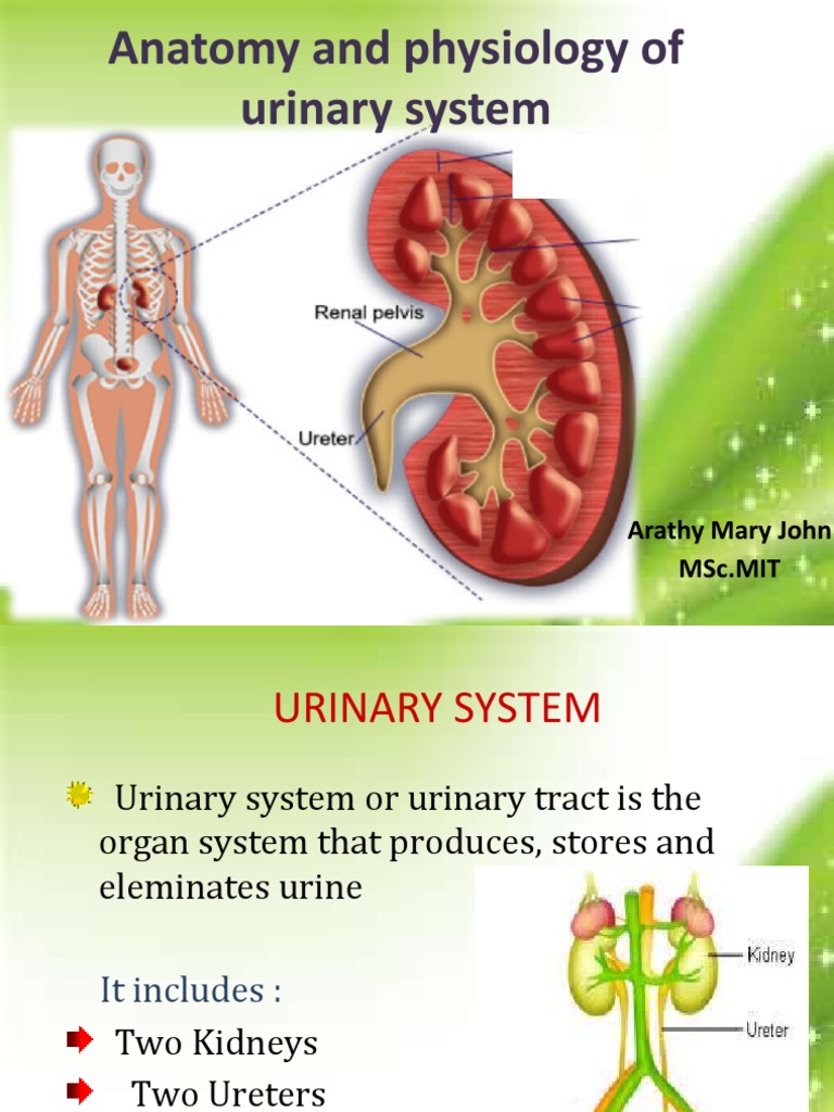 Anatomy and Physiology of Urinary System | PDF | Kidney | Urinary Bladder