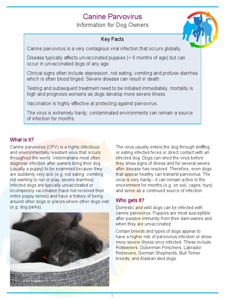 Canine Parvovirus Fact Sheet 2018-07-0 | PDF | Infection | Medical ...
