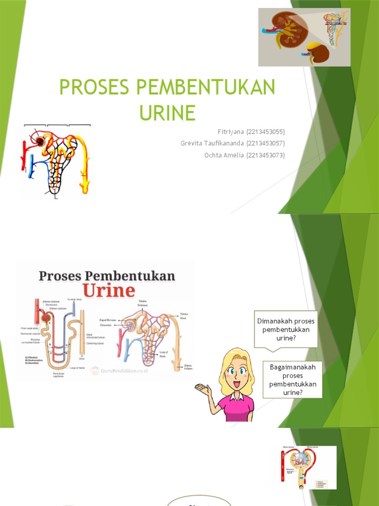 Proses Pembentukan Urine | PDF