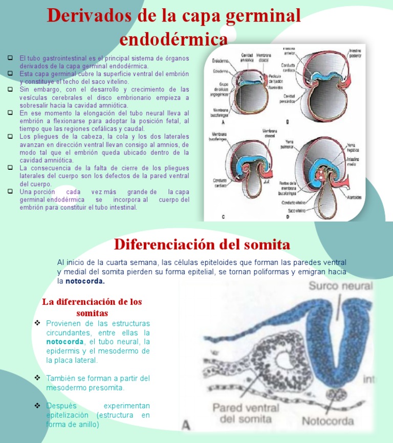 Derivados de La Capa Germinativa Endodérmica y Diferenciacion Del ...