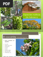 Flora y árboles de Tabasco | PDF | Arboles | Botánica