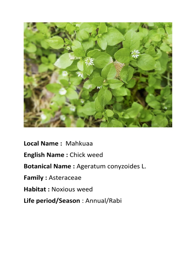 Weed Album | PDF | Weed | Crops