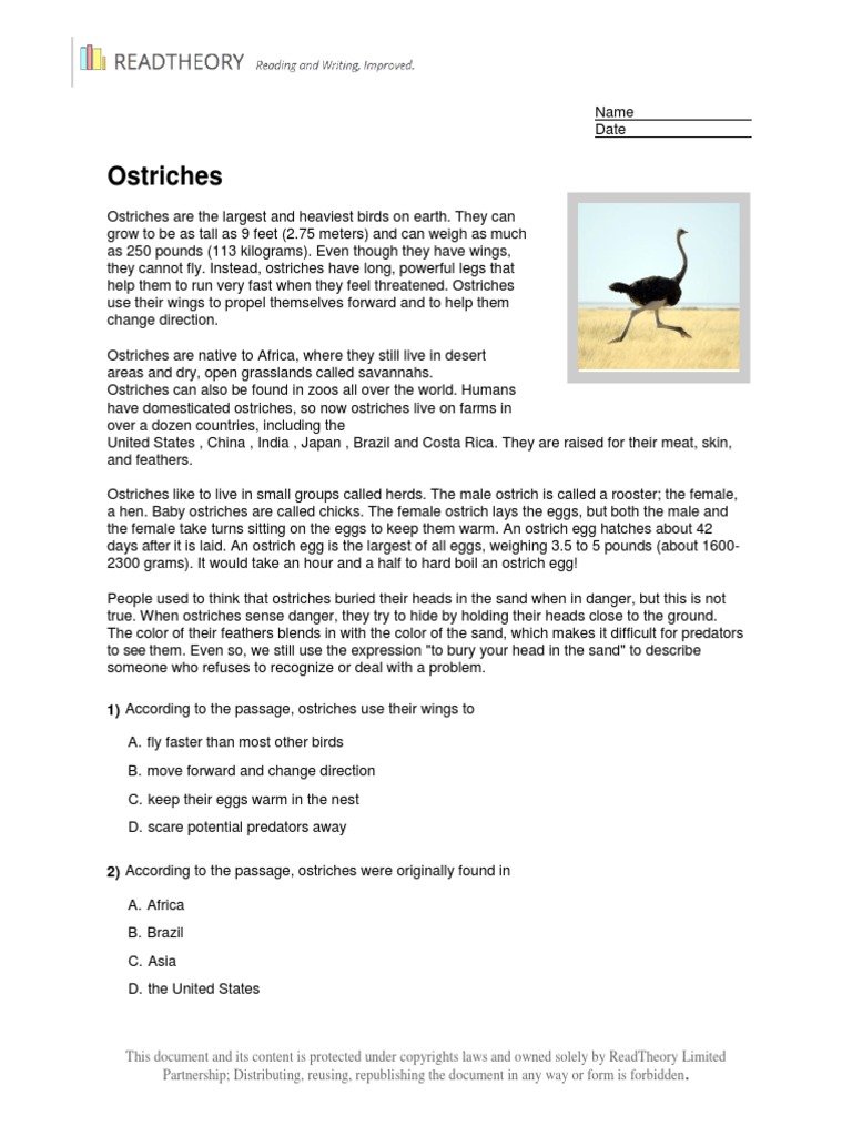 7th Grade Ostriches Text Questions | PDF | Chicken | Egg