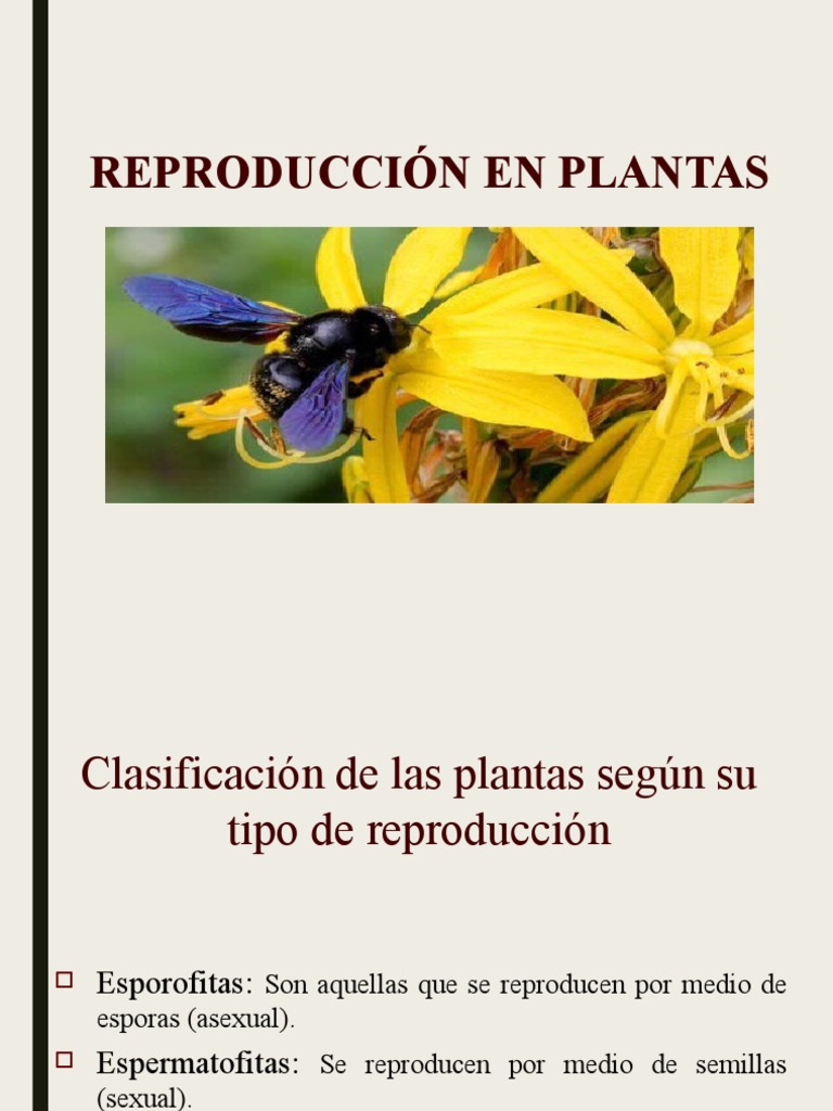 Reproduccion Plantas | Descargar gratis PDF | Flores | Reproducción