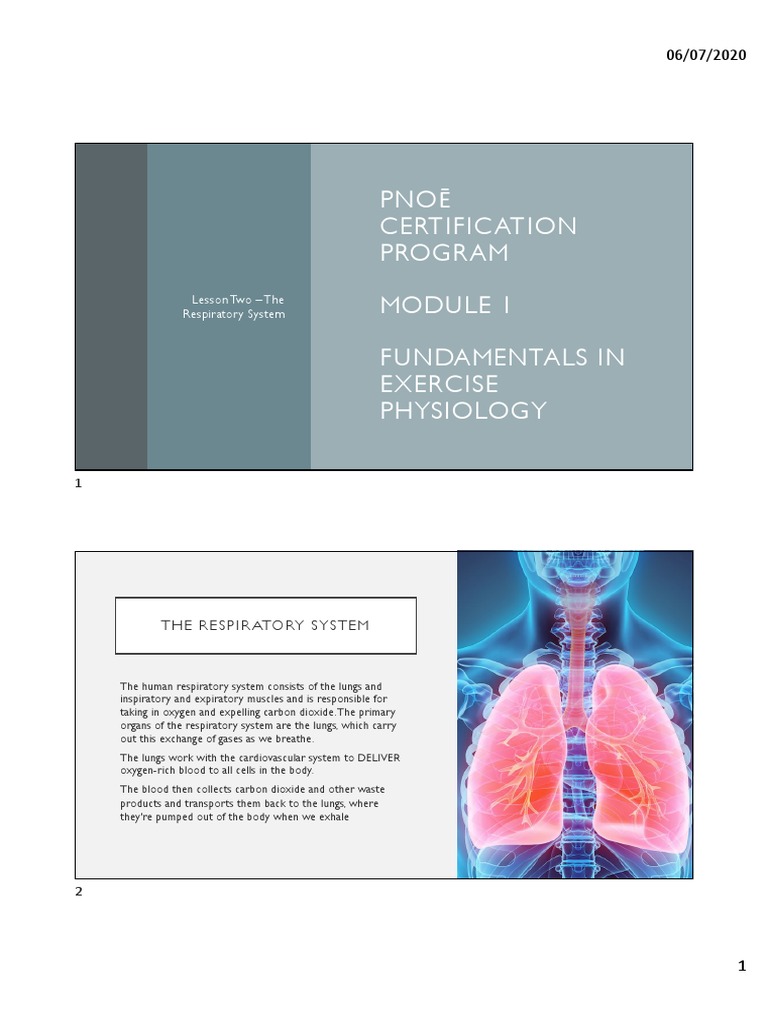 Module I - Lesson 2 - Respiratory System - PPT Notes | PDF | Breathing ...