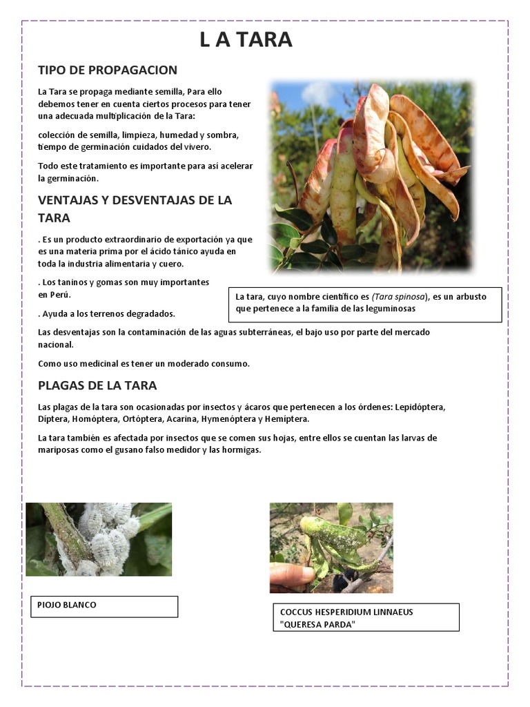 Cultivo de Tara | PDF
