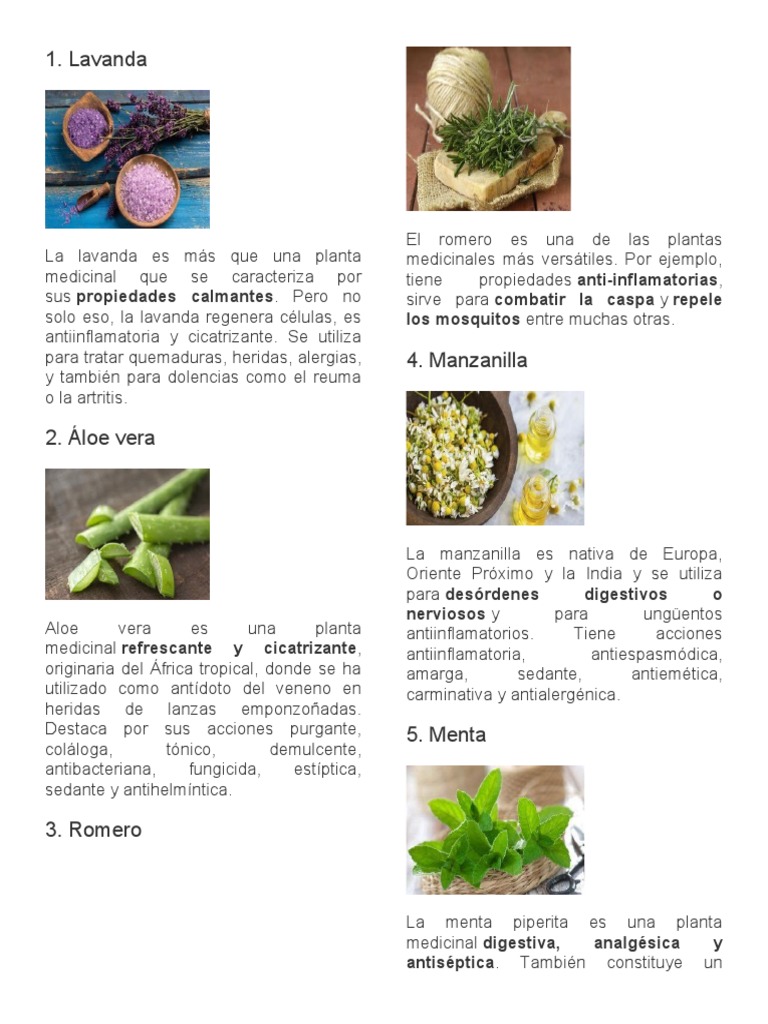 10 Plantas Medicinales y Sus Usos | PDF | Plantas medicinales | Hierbas ...