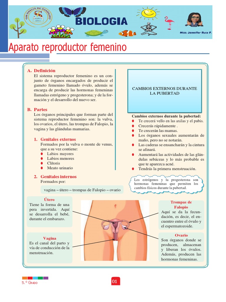 Aparato Reproductor Femenino | PDF | Sistema reproductivo | El embarazo