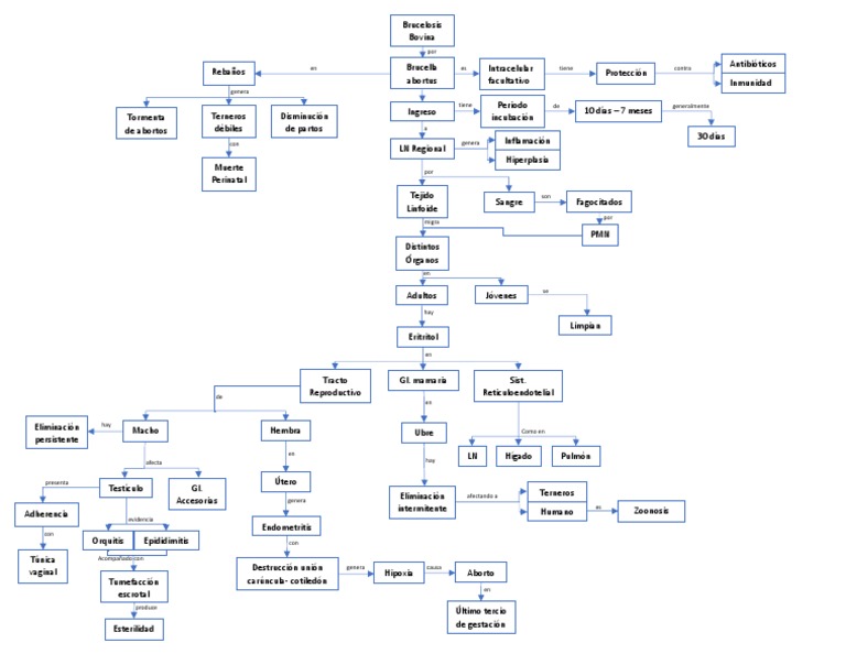 Mapa Conceptual B. Abortus | PDF | Ciencias de la Salud | Especialidades Medicas