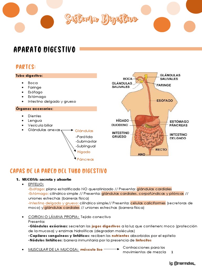 Sistema Digestivo Resumen PDF | PDF | Digestión | Hígado