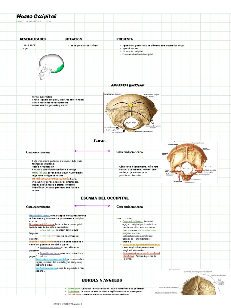 Hueso Occipital | PDF | Anatomía | Sistema esquelético