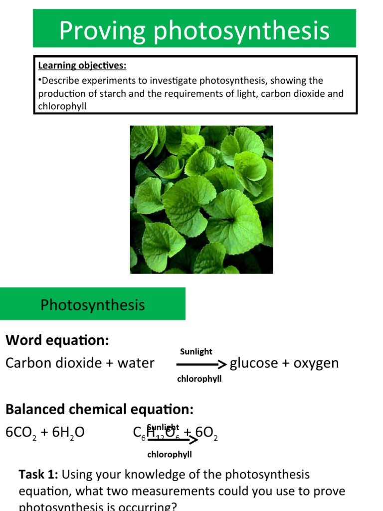 PHOTOSYNTHESIS Proving Photosynthesis | PDF | Photosynthesis | Leaf