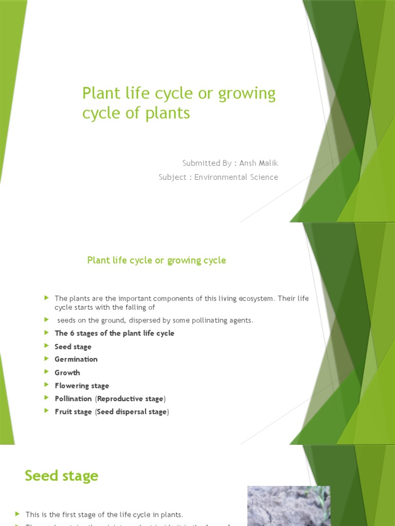 Plant Life Cycle: 6 Essential Stages | PDF | Seed | Germination