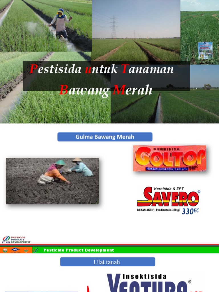 Pestisida Pengendali Opt Bawang Merah | PDF | Memasak, Makanan ...