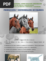Unidad 8 Equidos PDF | PDF | Entrenamiento de caballos | Caballos