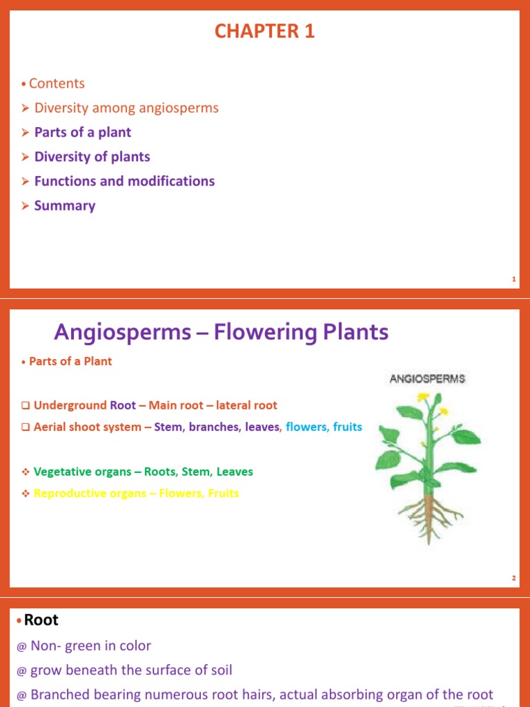Angiosperm Plant Diversity Guide | PDF | Leaf | Root
