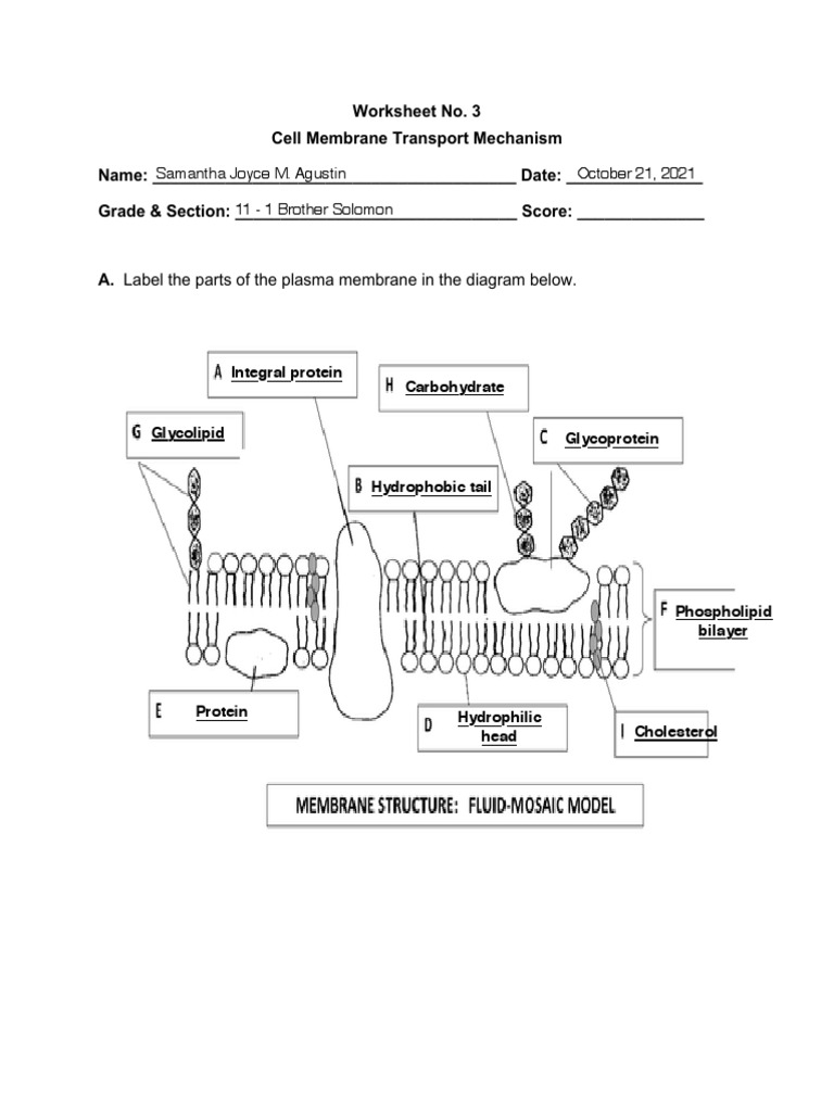 AGUSTIN - Worksheet No. 3- Cell Membrane & Cell Transport | PDF | Cell ...