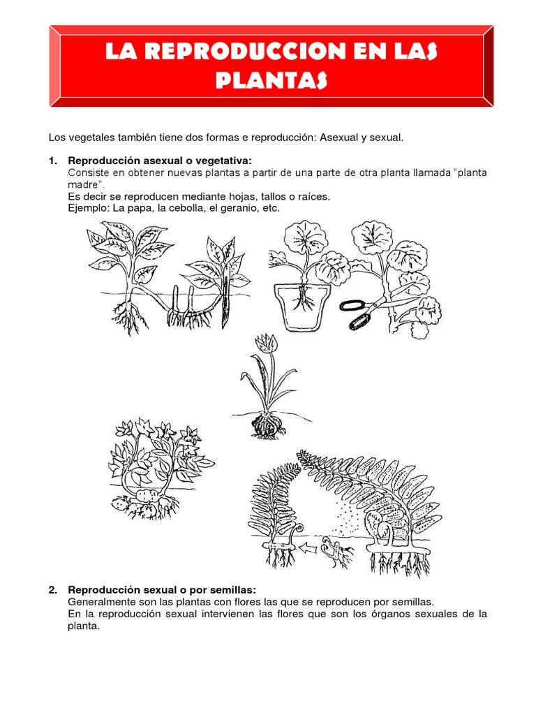 La Reproduccion en Las Plantas para Quinto de Primaria | PDF | Flores ...