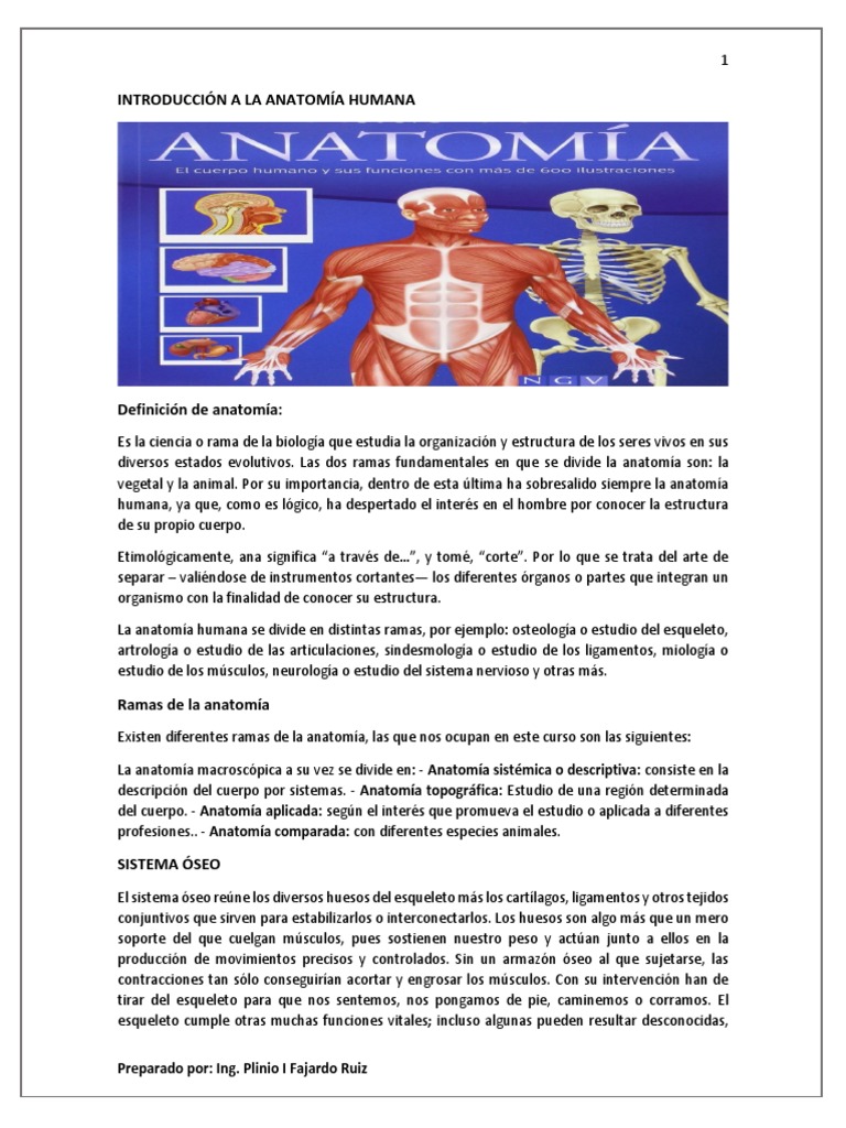 Anatomía Humana: Sistema Óseo y Funciones | PDF | Hueso | Esqueleto