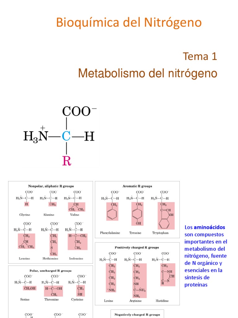 Tema 1 | PDF | Metabolismo | Proteólisis