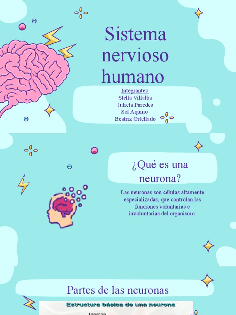 Sistema Nervioso Humano Proyecto | PDF | Sistema nervioso | Sistema nervioso central