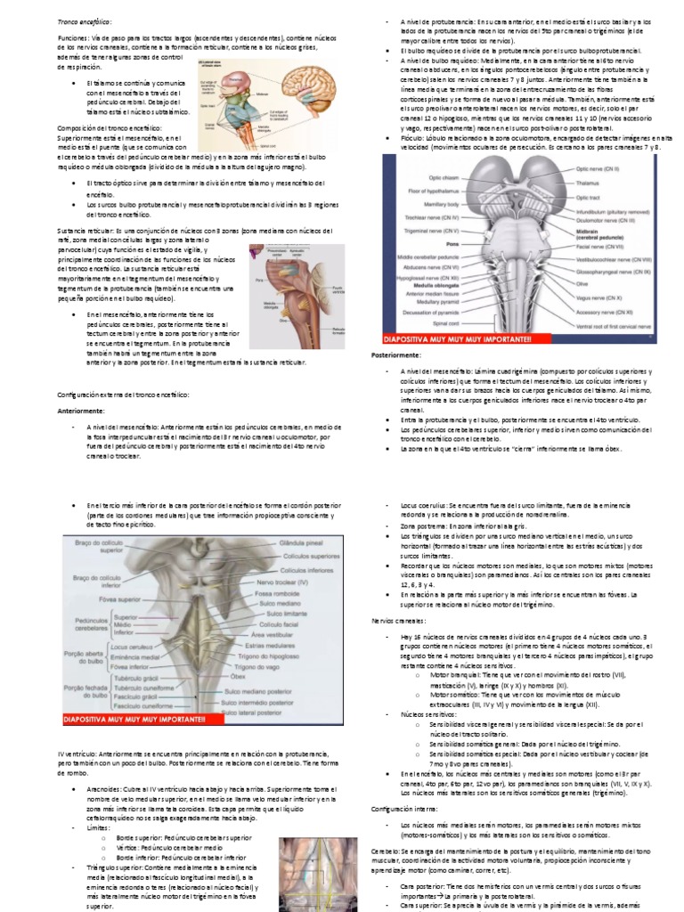 Tronco Encefálico | PDF | Cerebelo | Anatomía