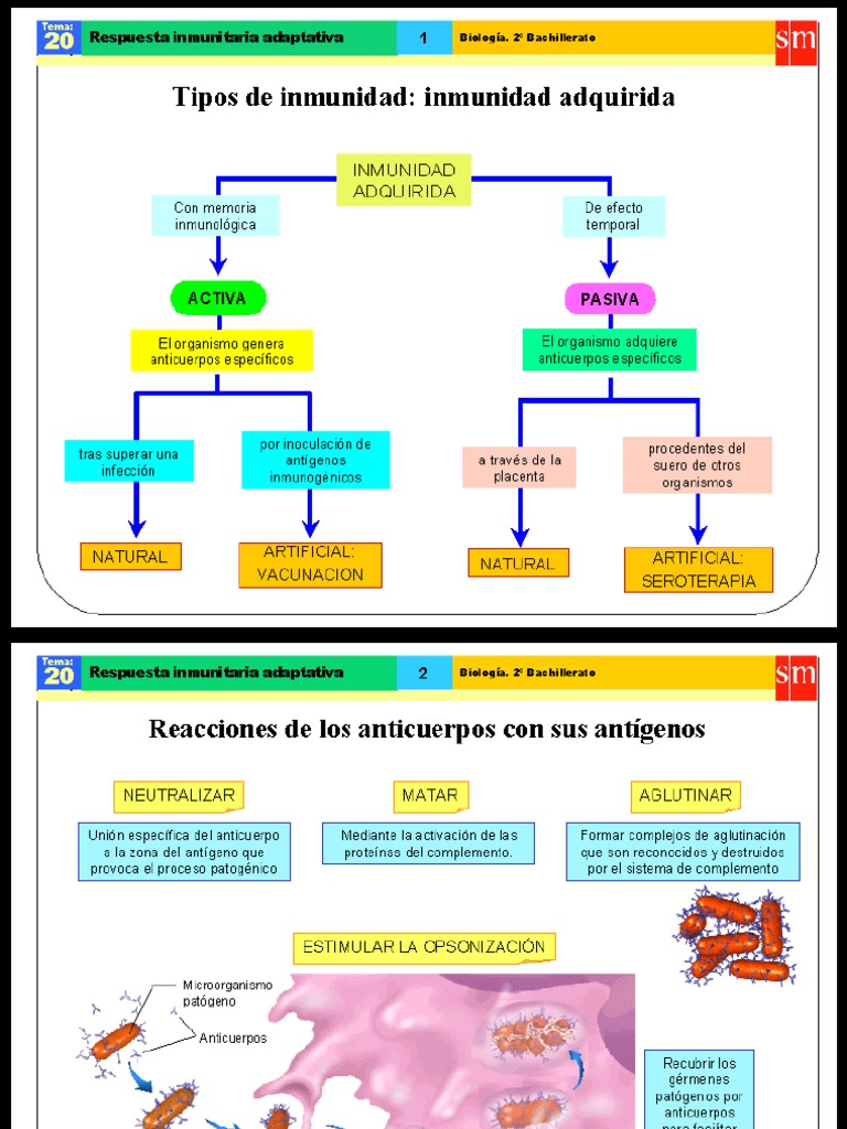 Respuesta Inmunitaria Adaptativa | PDF