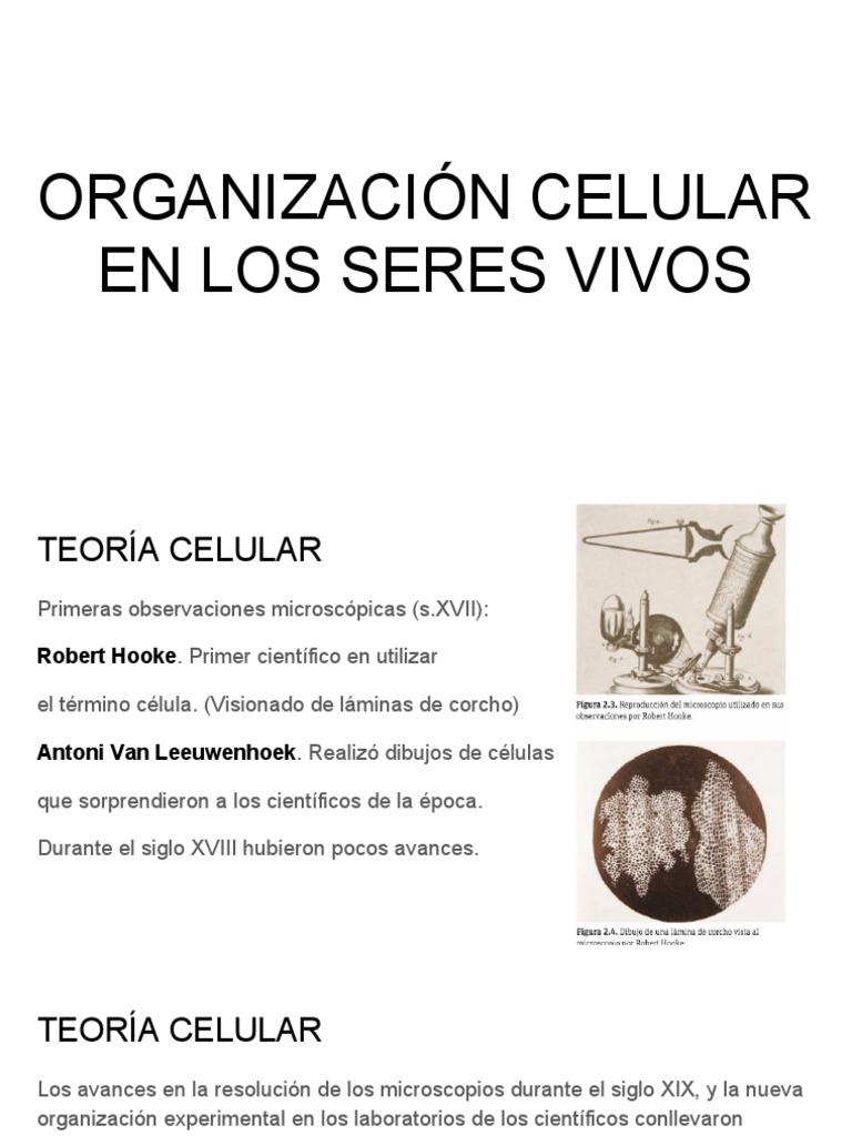 Organización Celular en Los Seres Vivos | PDF | Citoplasma | Biología ...