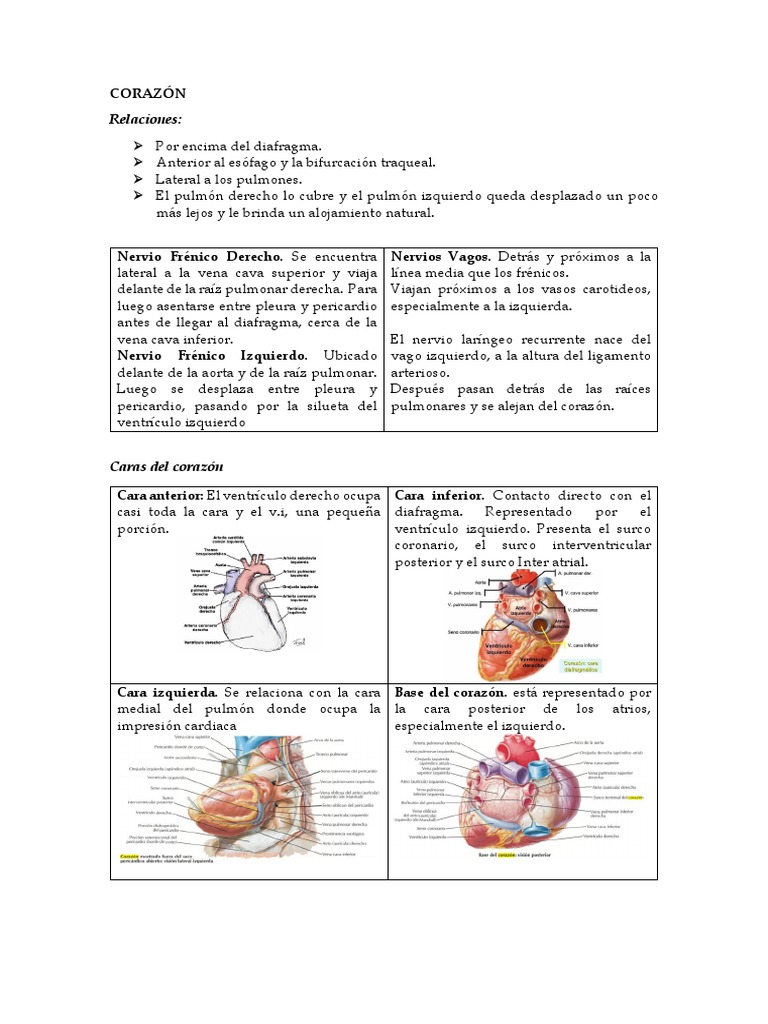 Resumen Corazon | PDF | Corazón | Anatomía