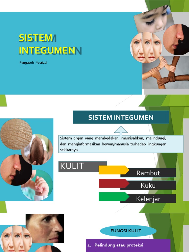 Fungsi dan Struktur Sistem Integumen | PDF | Griya & Taman | Kesehatan ...
