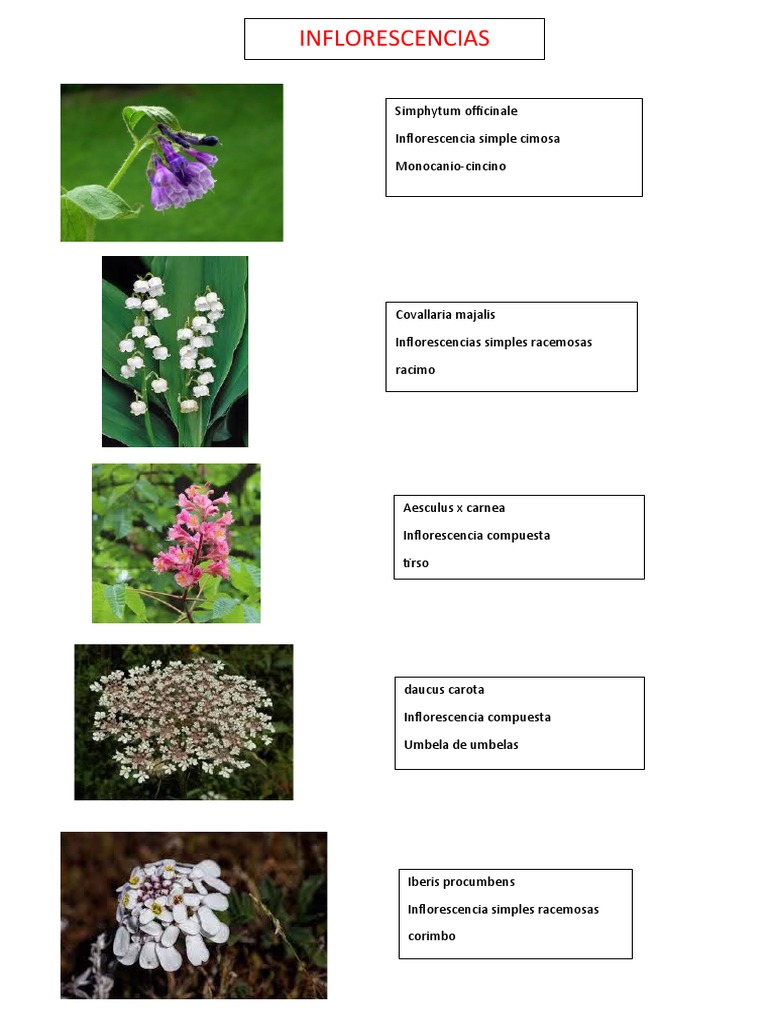 Tipos de Inflorescencias y Partes del Fruto | PDF