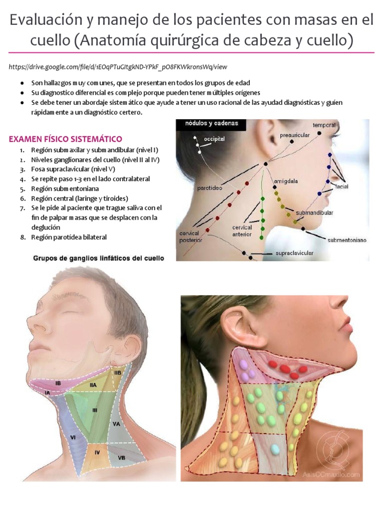 Anatomia de Cabeza y Cuello | PDF