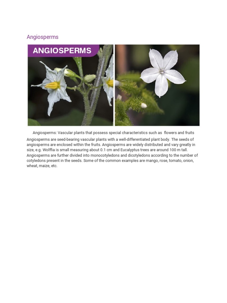 Angiosperms | PDF | Technology & Engineering