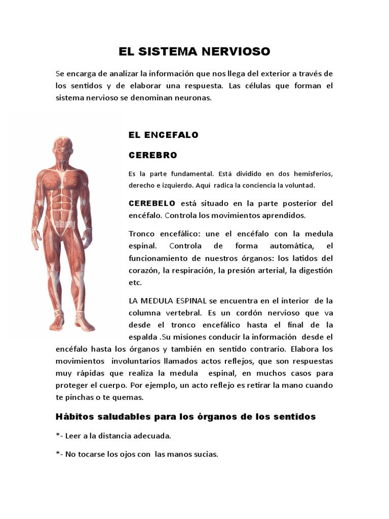 El Sistema Nervioso | PDF | Cerebro | Sistema nervioso