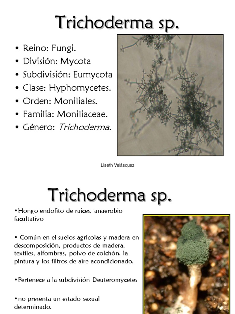 Trichoderma SP | PDF | Hongo | Plantas