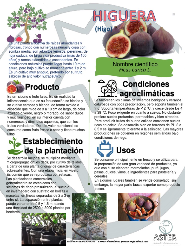Cultivo y Variedades del Higo en México | PDF | Agricultura | Mercado ...