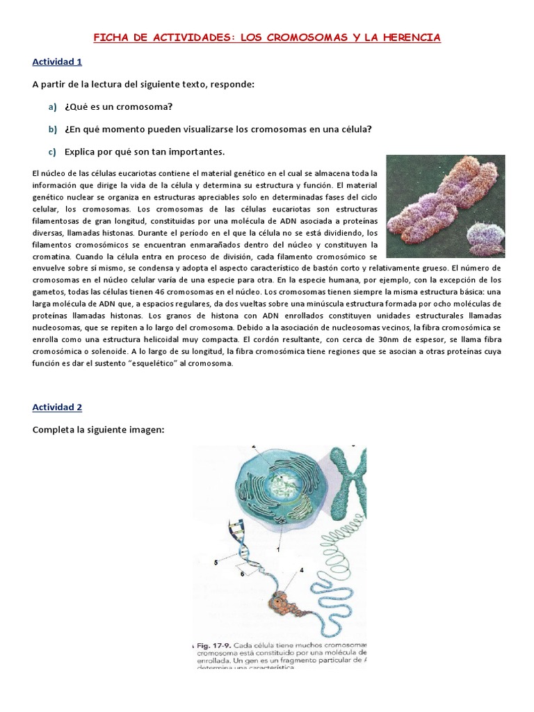 Ficha Cromosomas | PDF | Cromosoma | Biología Celular)