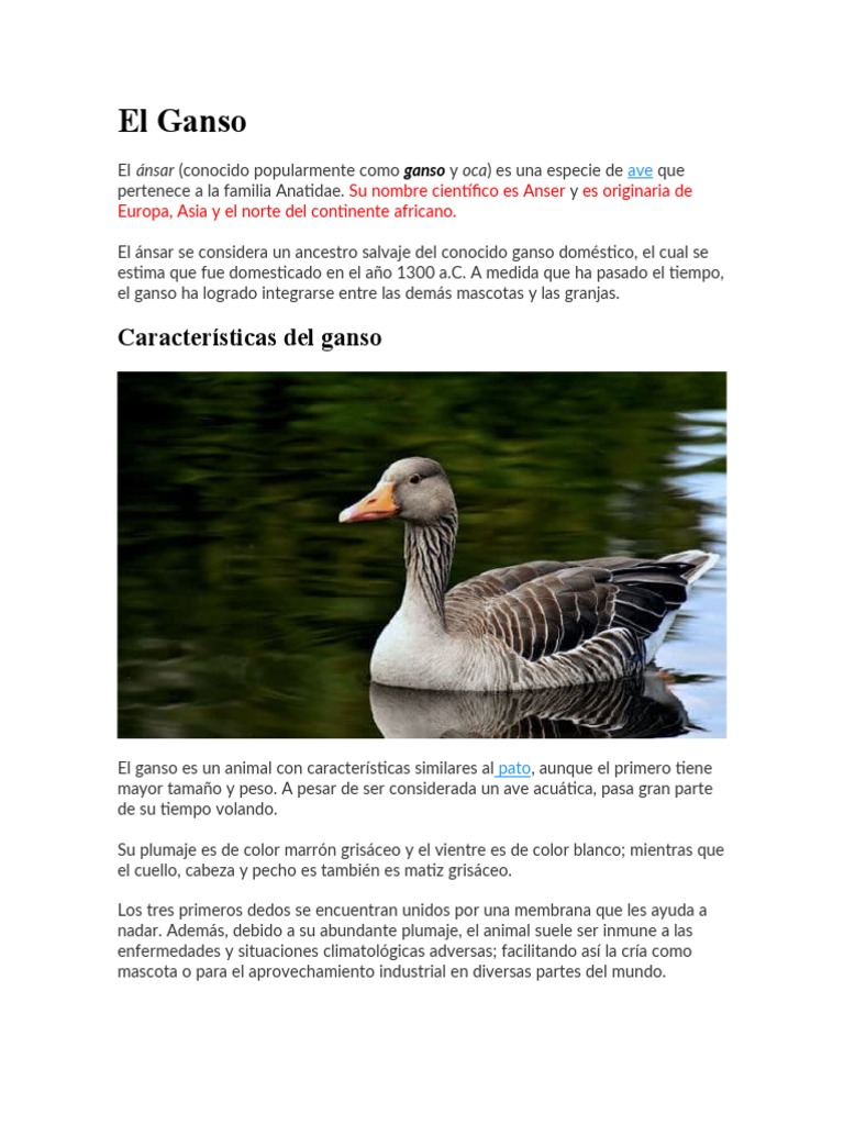 El Ganso | PDF | Aves | Ornitología