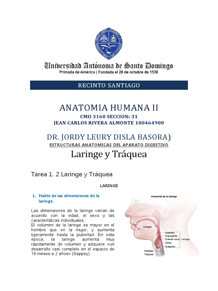 Tarea 1.2-Laringe y Traquea | PDF | Laringe | Anatomía humana