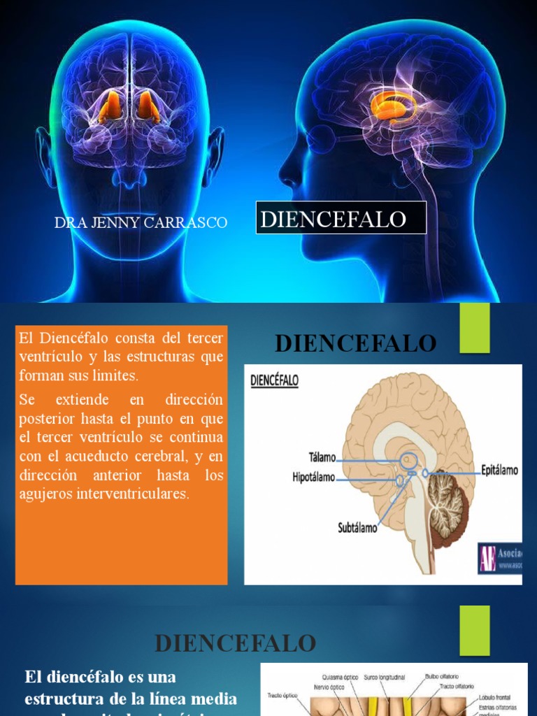 Anatomía del Diencéfalo | PDF | Hipotálamo | Tálamo