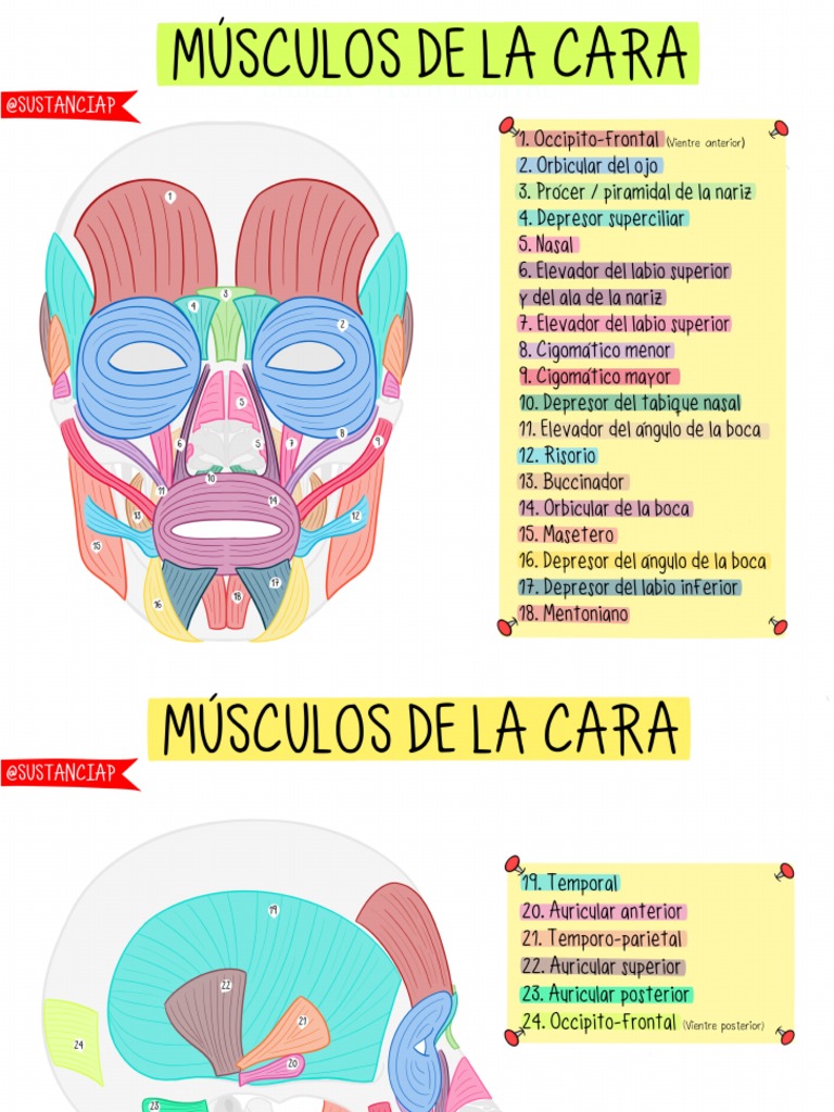 Musculos de La Cara | PDF