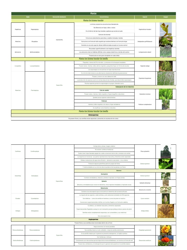 Características de Plantas y Helechos | PDF | Hoja | Helecho