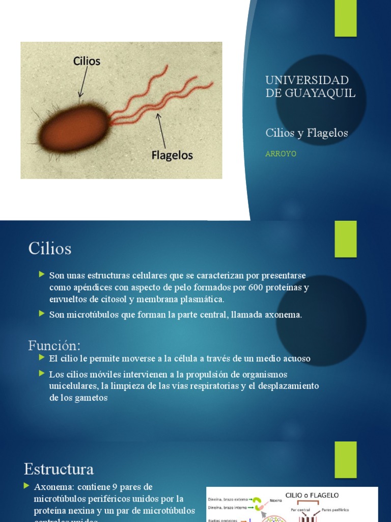 Cilios y Flagelos Estructura | PDF | Biología Celular | Anatomía Celular