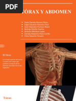 Ángulo de Louis | PDF | Tórax | Anatomía humana