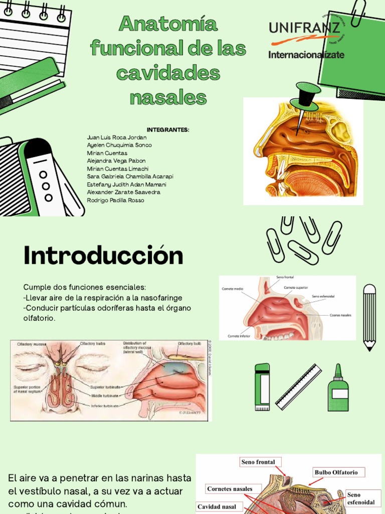 La anatomía funcional de las cavidades nasales: una descripción ...