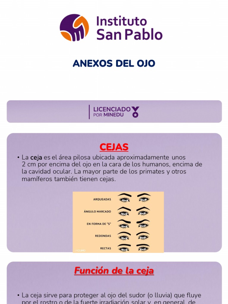 Anexos Del Globo Ocular 2021 | PDF | Ceja | Ojo