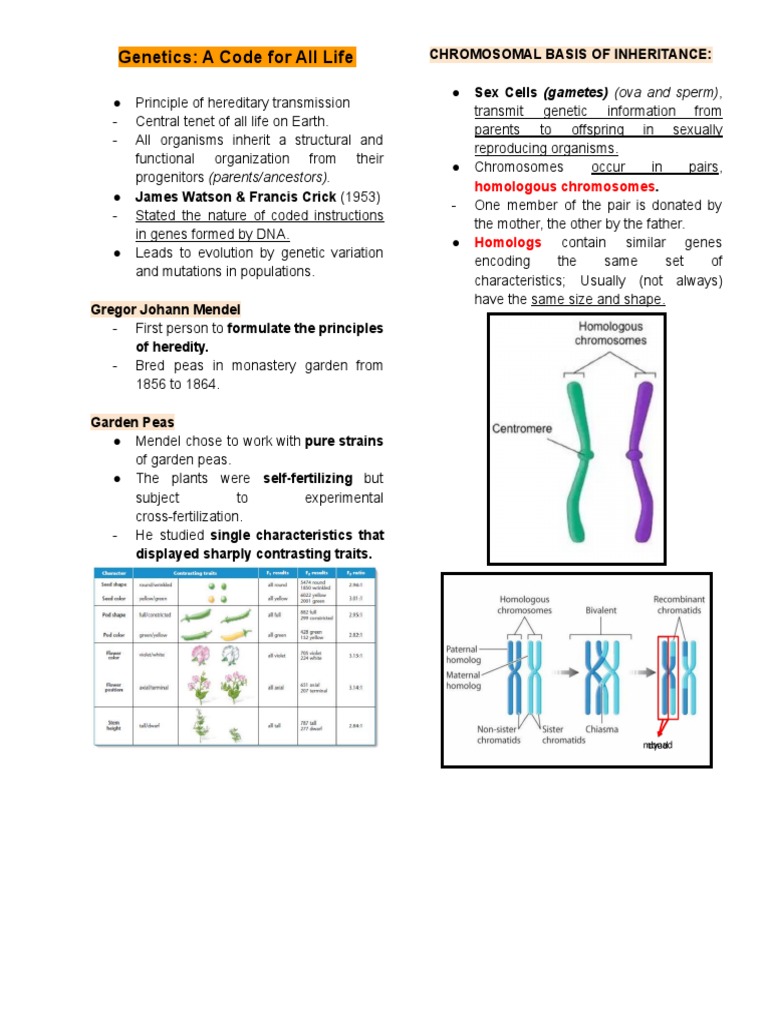 REV #5 - Introduction To Genetics | PDF | Meiosis | Ploidy